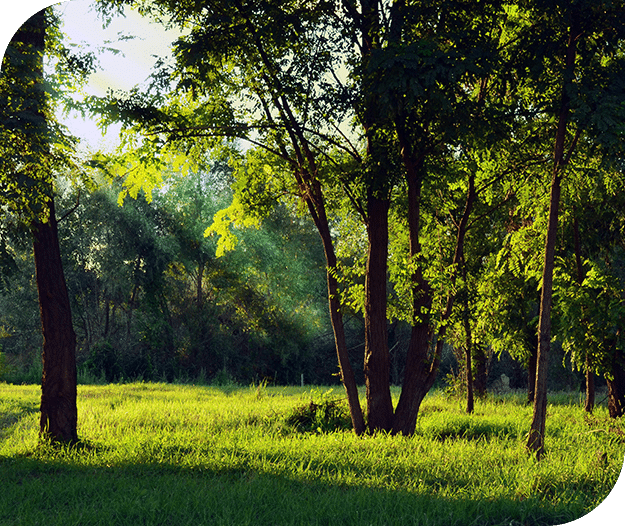 Virtual Funeral Services | Grand River Cremation